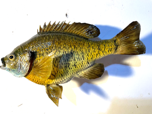 Taxidermy fish mount 11 inch BIG bluegill sunfish real skin mount | eBay