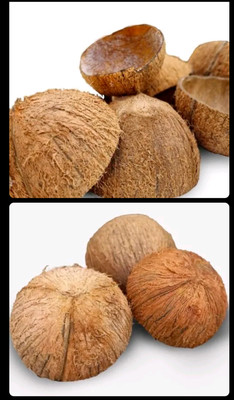 Natural Coconut Shell Undamaged Pure Cleaned 10 Coconut Shell is 150 ...