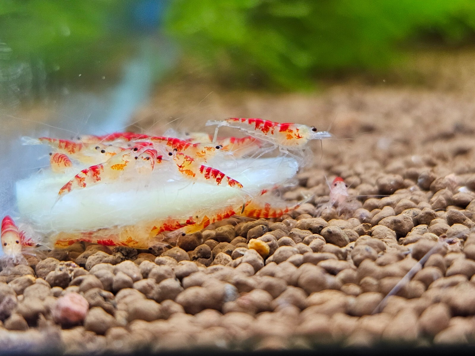 Golden Dragon Shrimp (5) | eBay