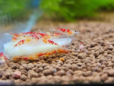 Golden Dragon Shrimp (5) | eBay