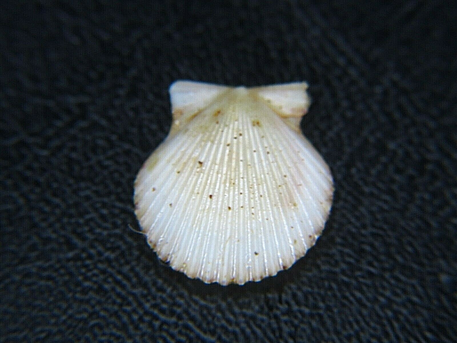 PECTEN "AEQUIPECTEN" GIBBUS: COLLECTED BY THE SHRIMPER "WINDY D" @ 16 ...