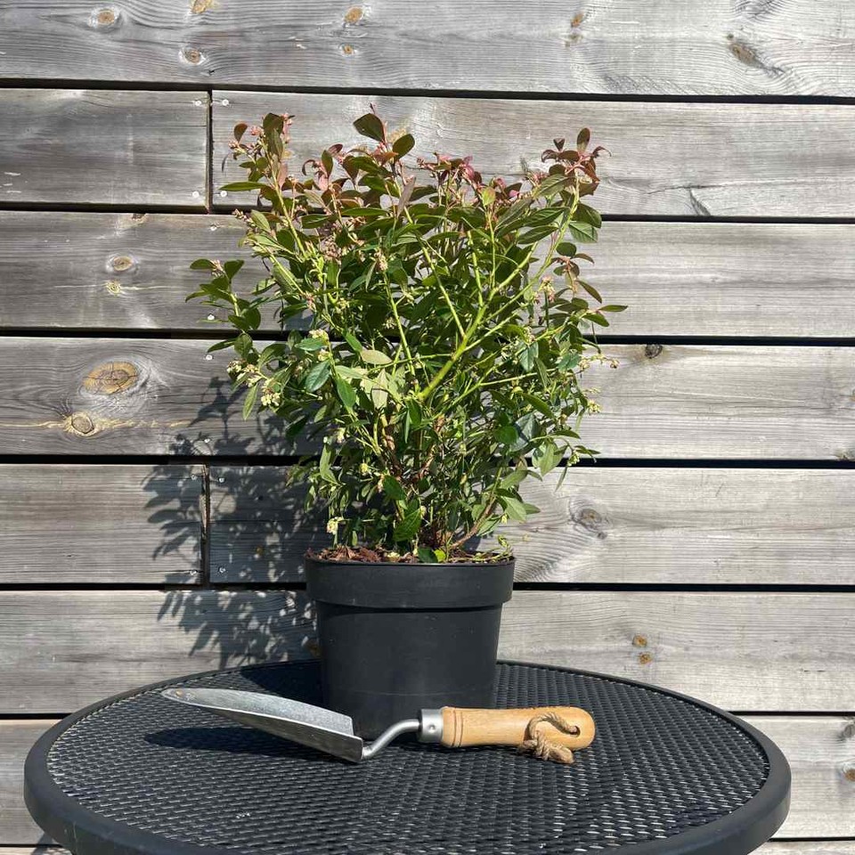 Blueberry Sunshine Blue Evergreen Bush edible soft fruit Rubus berry ...