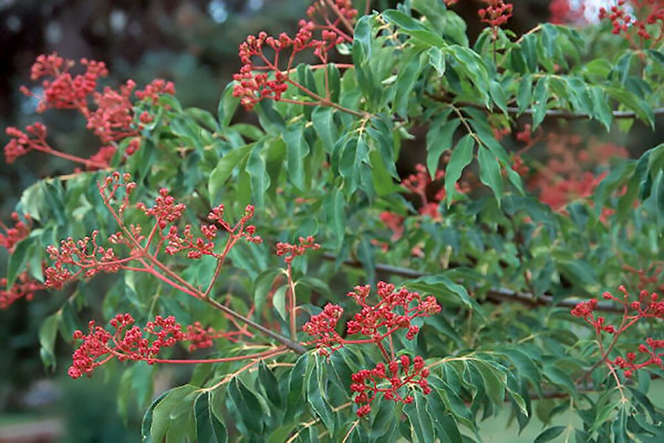 Korean Evodia, (Bee Bee Tree), Evodia danielli, Tree Seeds (Fast, Showy ...