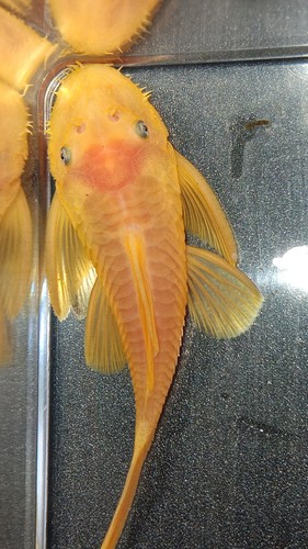 Adult MALE Golden Blue-Eye Bristlenose Pleco, @ 4"+ Ancistrus sp. LIVE ...