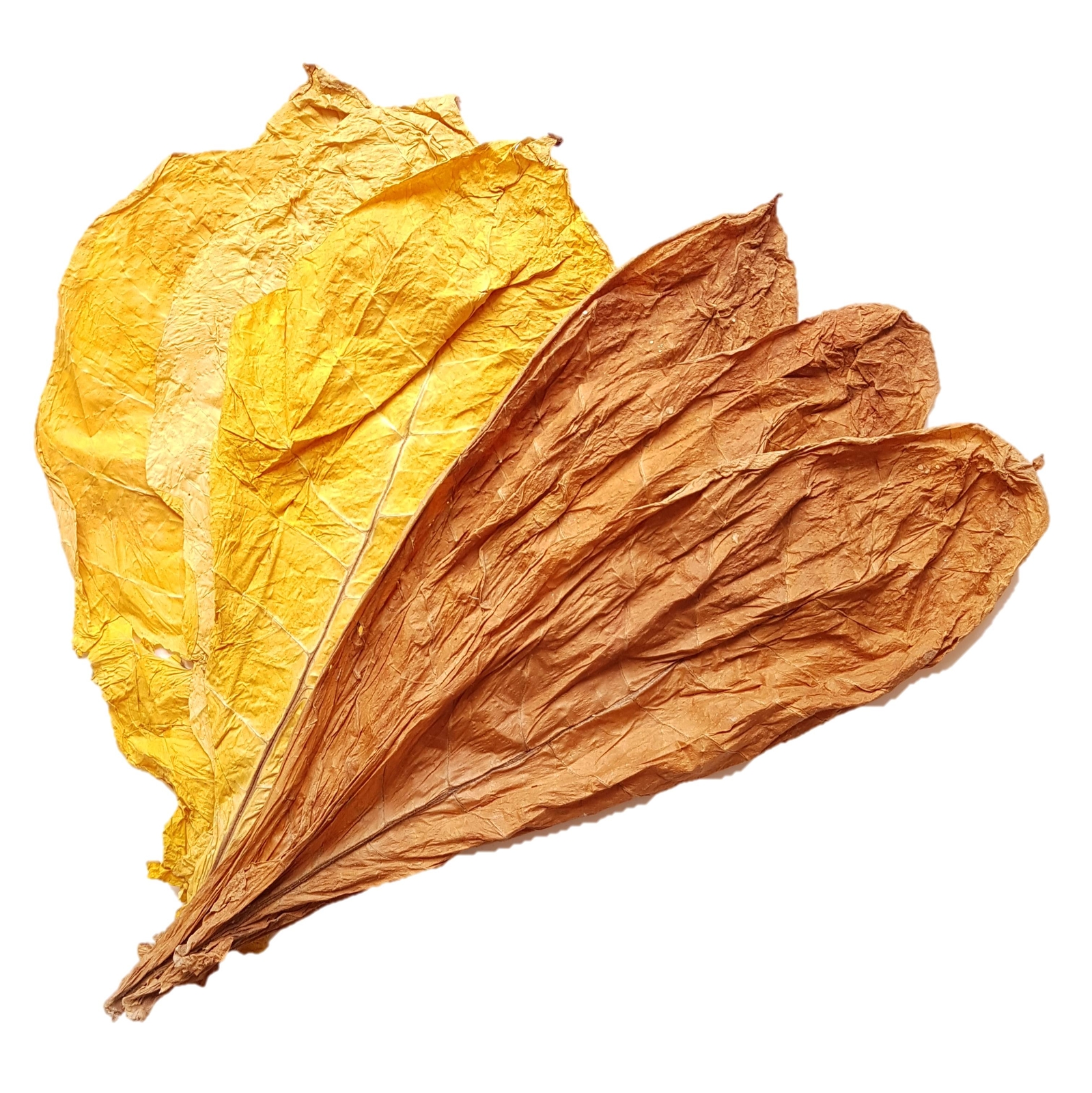 Tabak Rohtabak Tabakblätter Dekotabak 200g - 20kg und Probeangebot von ...