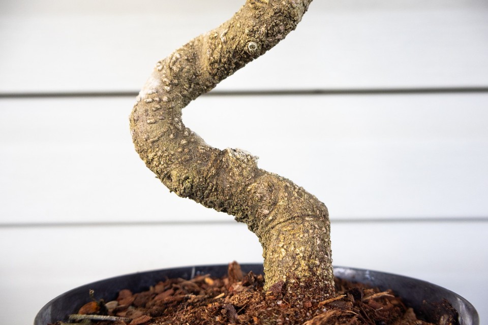 'TIGER BARK' FICUS Pre-Bonsai Tree! Curved Trunk! Hardy Material! | eBay