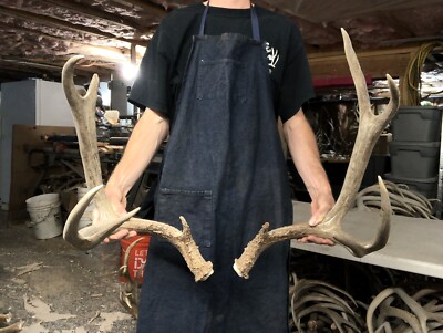 Big Mule Deer Set Antlers Sheds Horns Elk Moose Rack | eBay