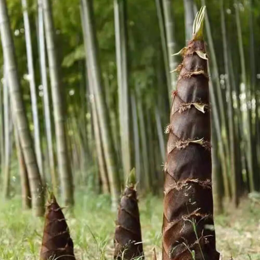 Bamboo Shoots New Lamthong Bamboo Shoots (Strips)