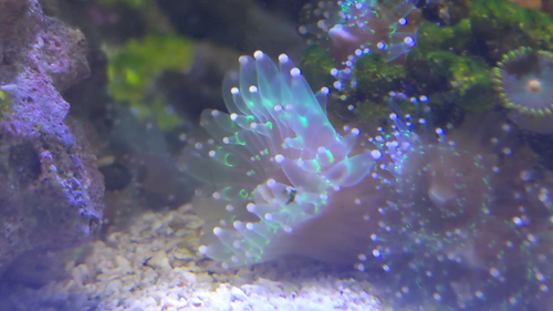 [2x] LIVE BALL ANEMONE MUSHROOM CORAL CORALLIMORPH SALTWATER REEF ...