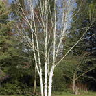 Betula utilis ‘Snow Queen’ | Snow Queen Birch | Ornamental Garden Tree ...