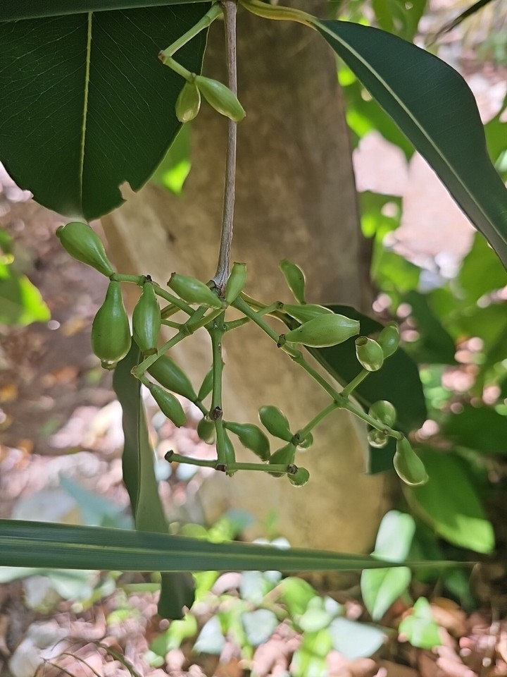 JAMUN JAMBUL FRUIT TREE Syzygium cumini INDIAN WAX APPLE Java plum live ...