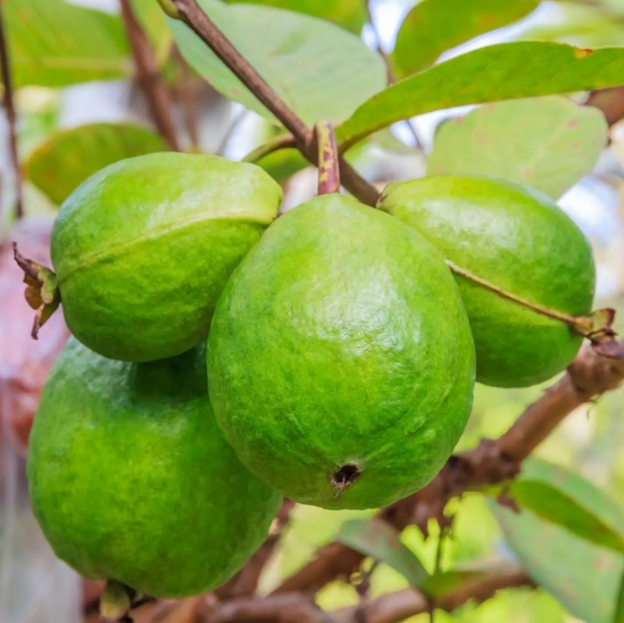 Pink Guava Fruit Tree Psidium Guajava Plant Tropical Guava Plant 8-14 ...