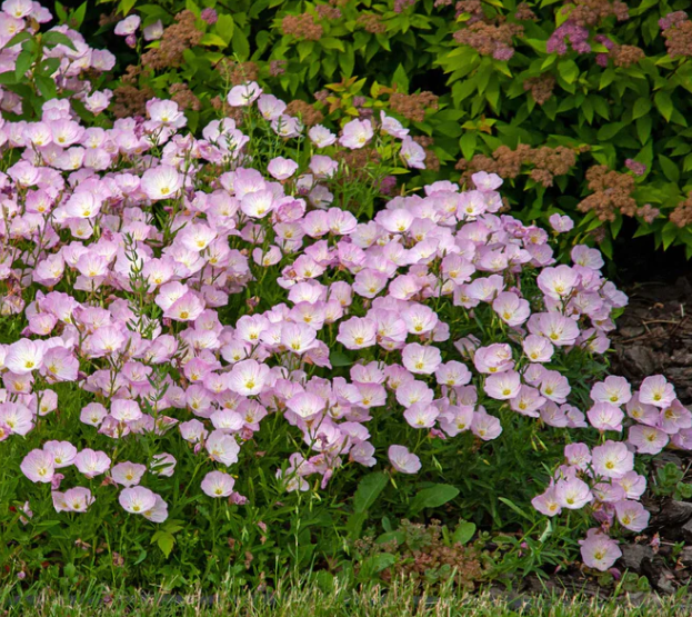 SHOWY EVENING PRIMROSE Perennial Native Pink Ladies Oenothera Non-GMO ...