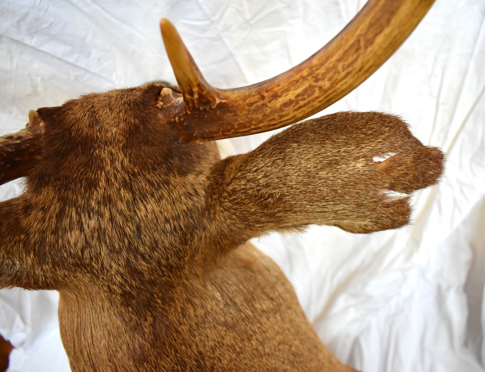 8-Point Whitetail Deer Real Wild Fighting Stag in Rut Shoulder Mount | eBay