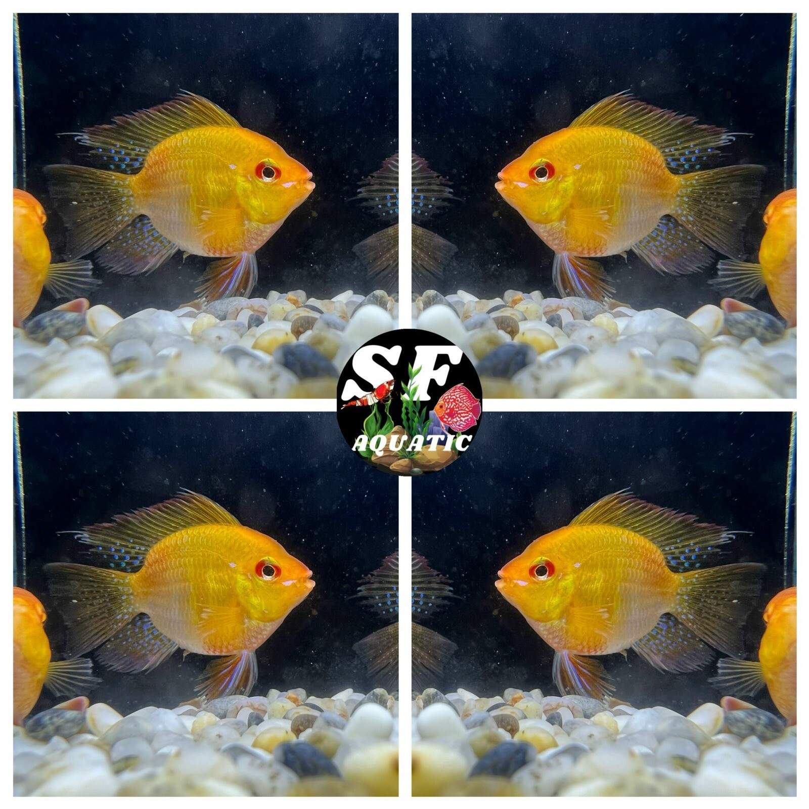 1 Pair - Cichlid Rams Short Body - Angel German Golden Balloon Ram ...
