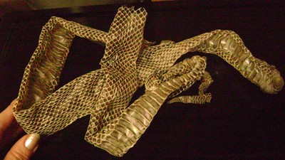 REAL BLACK SNAKE SHED SKIN art craft nails taxidermy reptile animal ...