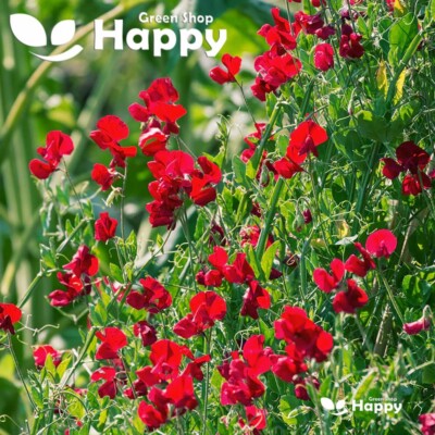 SWEET PEA - WINSTON CHURCHILL 30 SEEDS - Lathyrus Odoratus - Ruffled ...