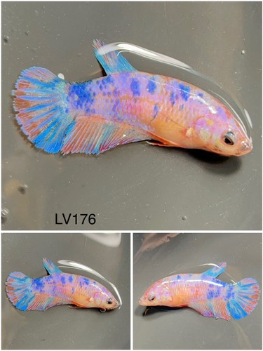 Female Betta Live Fish - Koi Candy Galaxy HMPK - LV176 - For Sorority ...