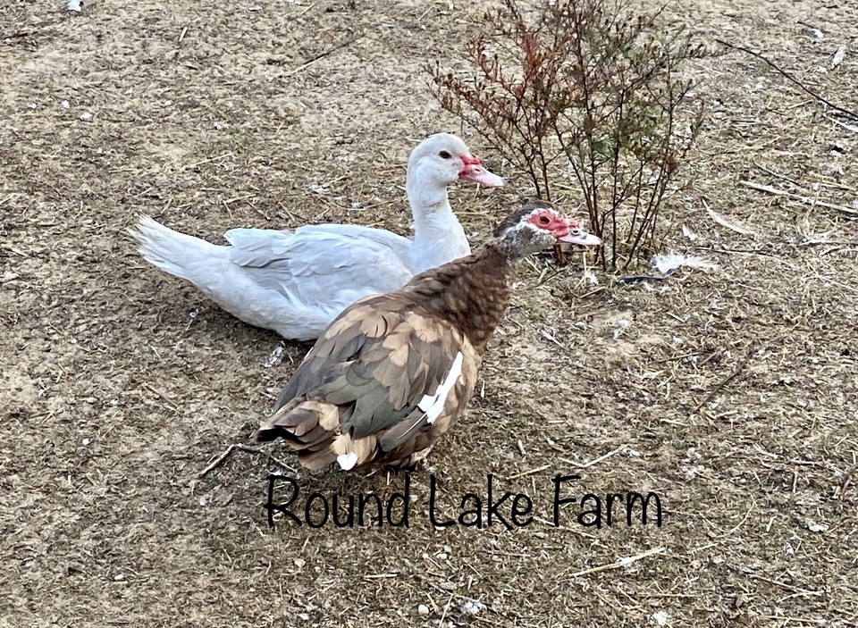 3 Fresh And Fertilized Domestic Barnyard Mix Duck Hatching Eggs | eBay