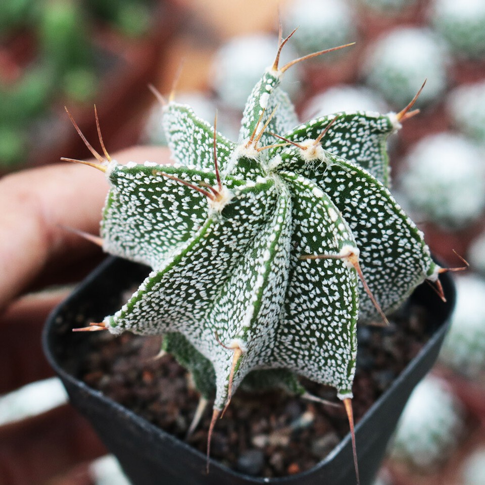 1pcs astrophytum Ornatum rare cacti 202 | eBay
