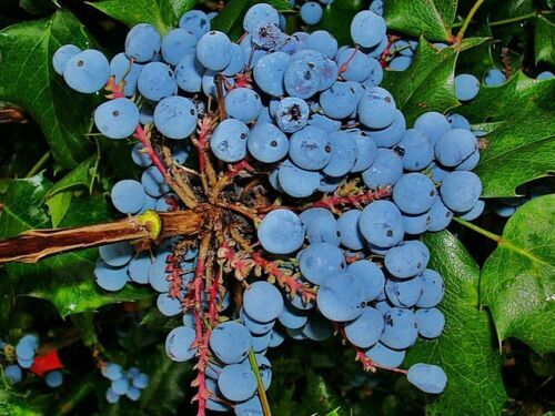 1 Pack 50 Oregon Grape Seeds Mahonia aquifolium Organic Fruit Seed ...
