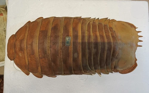 The Most Valuable Seashells (Rarest Sold For $8,000+) - VIP Art Fair