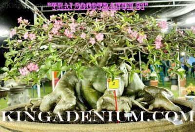ADENIUM THAI SOCOTRANUM " S1 " 100 SEEDS NEW FRESH RARE GREAT FOR ...