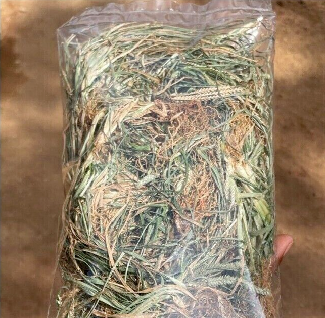 Dried Goose Grass Paragis Plant Eleusine Indica Herb Natural Organic ...