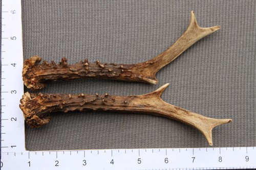 SET OF ROE DEER ANTLERS (HORN, HORNS, CABIN, KNIFE, CARVING, HUNTING ...