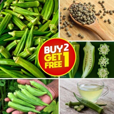 15+ Ocra Seeds Organic quimbombó Okro lady's fingers gumbo Seeds Fast ...