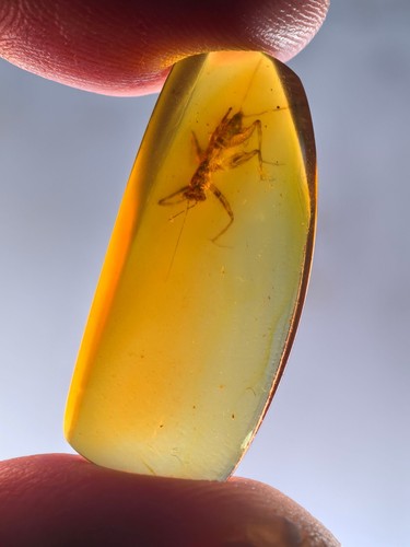 extinct predacity cricket Burmite Myanmar Burma Amber insect fossil ...