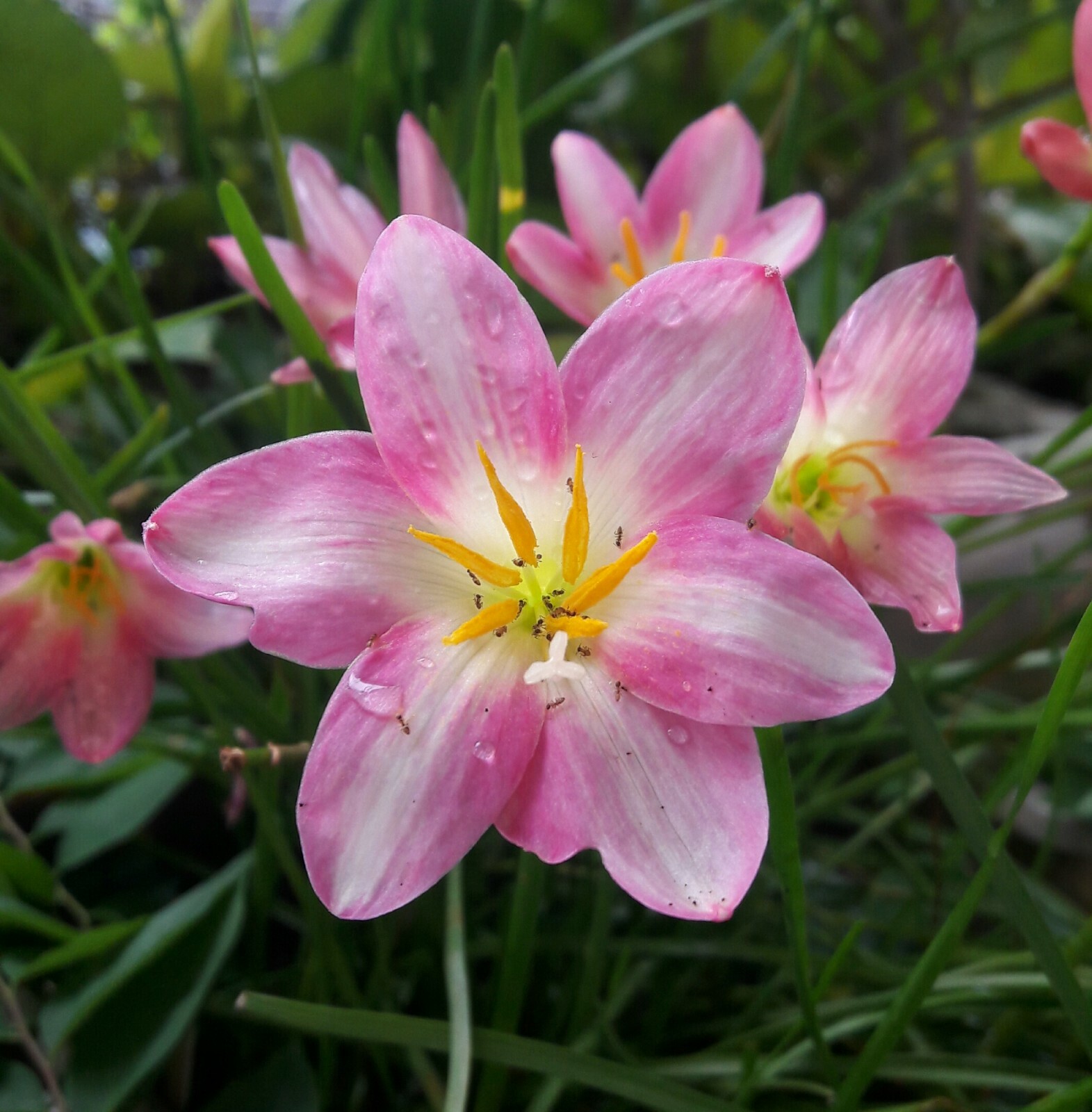 Rain Lily Bulb💖Zephyranthes 'Sweet Heart'💖Rainflower Fairy Lily ...
