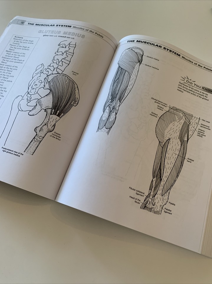 Musculoskeletal Anatomy Coloring Book by Joseph E. Muscolino (2009 ...