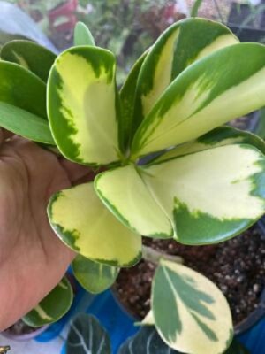 Rare Clusia rosea Autograph variegated Tree -3 cuttings for rooting | eBay