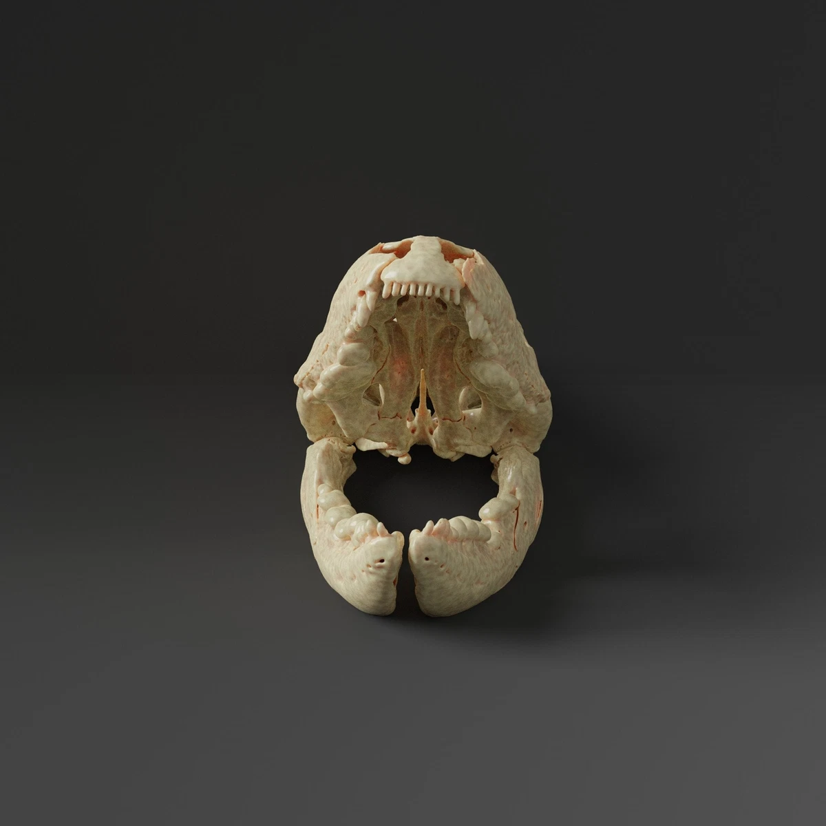 Caiman Lizards Teeth