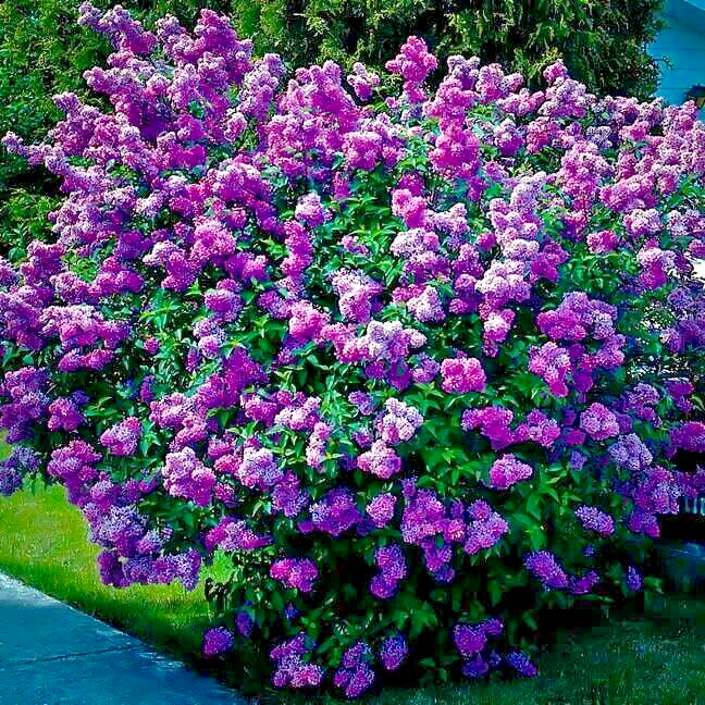 20 Common Lilac Purple Flower Tree Seeds Fragrant Hardy Perennial ...