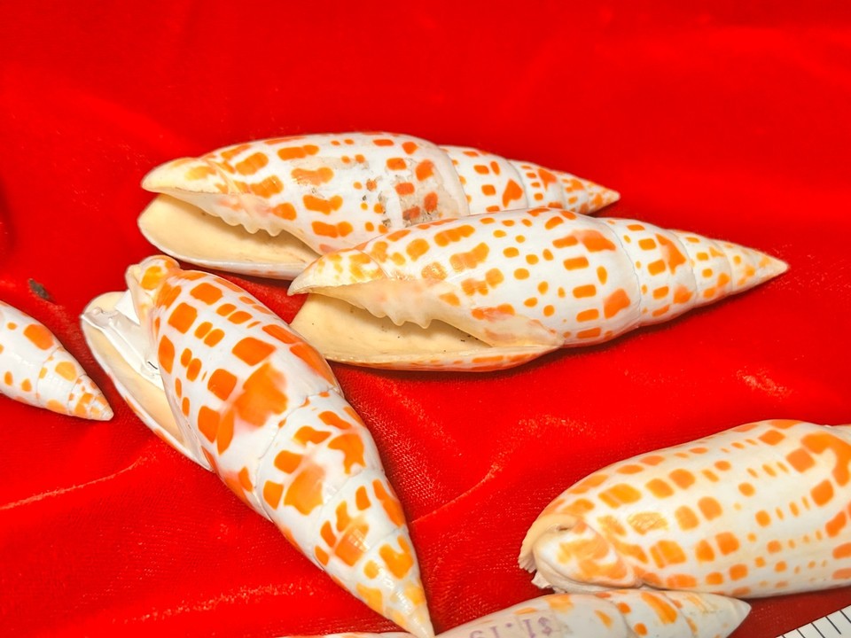 Sea Shells Mitre episcopalis Linne Lot of 7 Found Philippines (S-51) | eBay