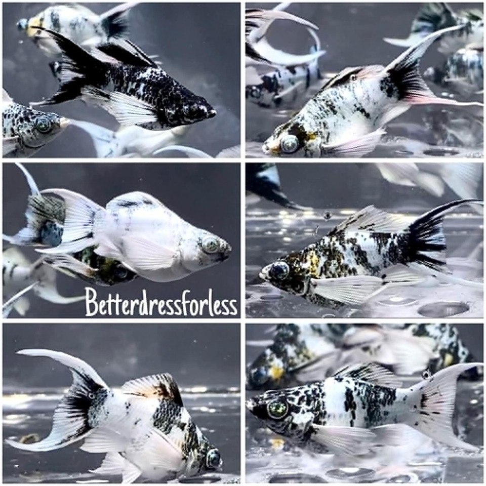 Molly Platinum Zebra Balloon Lyretail Blue &blk eyes JUVENILE live fish ...