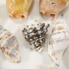 Assorted Lot of Natural Seashell Shells Set of 22 Crafting Nautical ...
