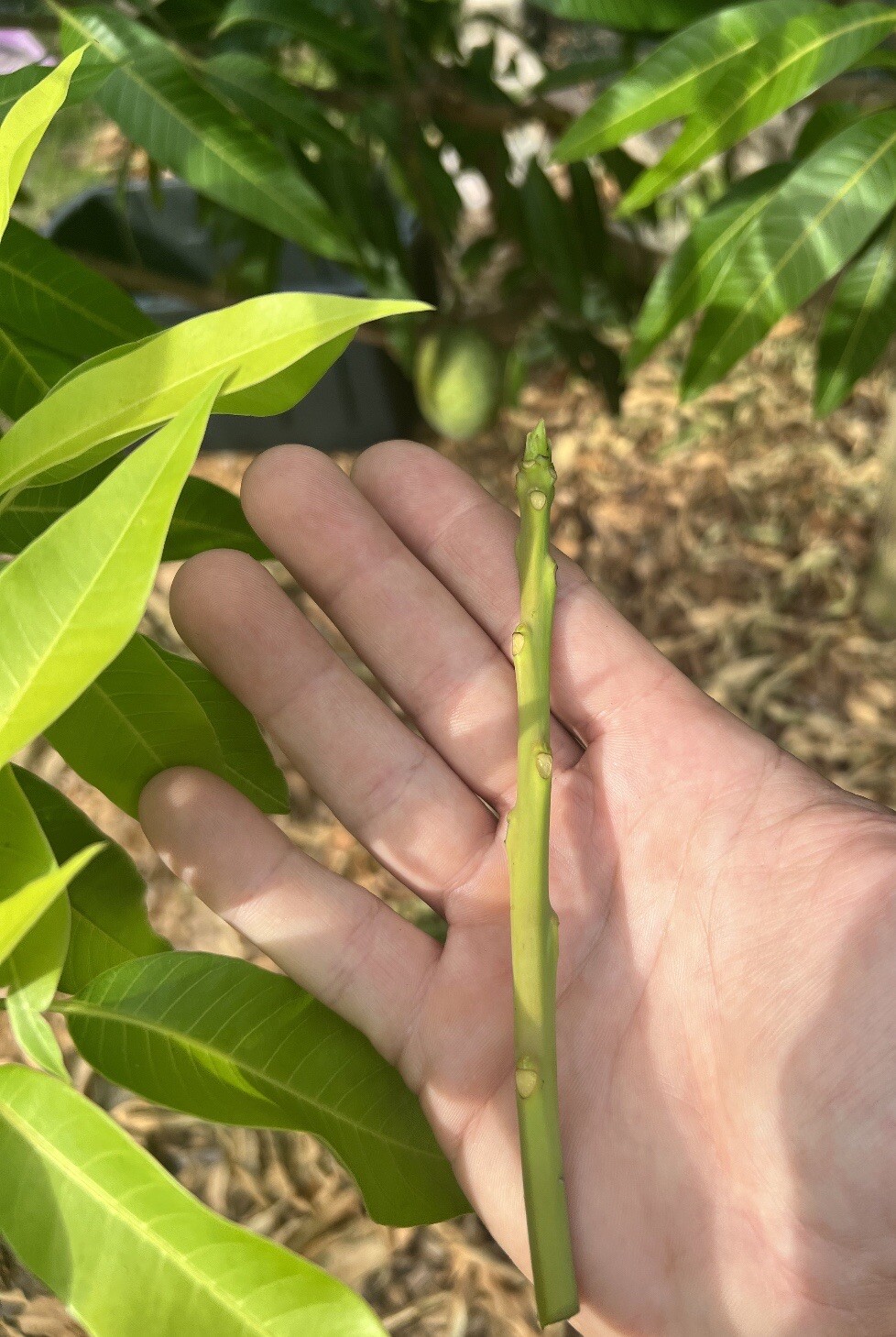 3 Mango Scion Grafting Cuttings Bud Wood For Grafting Orange Sherbet | eBay