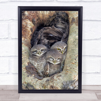Waiting For The Night Owl Owls Bagan Myanmar Bird Birds Nest Cute Trio ...