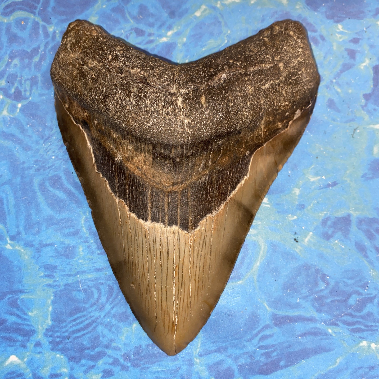 MEGALODON SHARK TOOTH 5.26” HUGE TEETH MEG SCUBA DIVER DIRECT FOSSIL NC ...