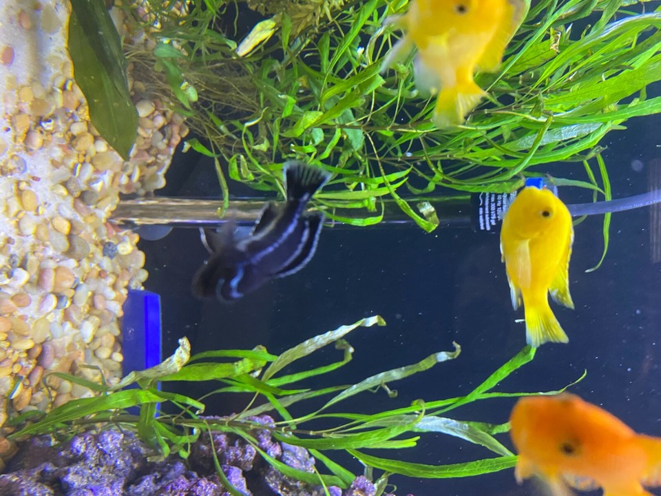 mbuna cichlids yellow striped acei lab orange zebra johanni yellow lab ...