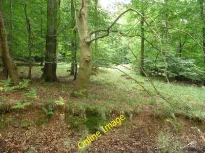 Photo 6x4 Herd of wild boar in the Royal Forest of Dean Upper Soudley I ...