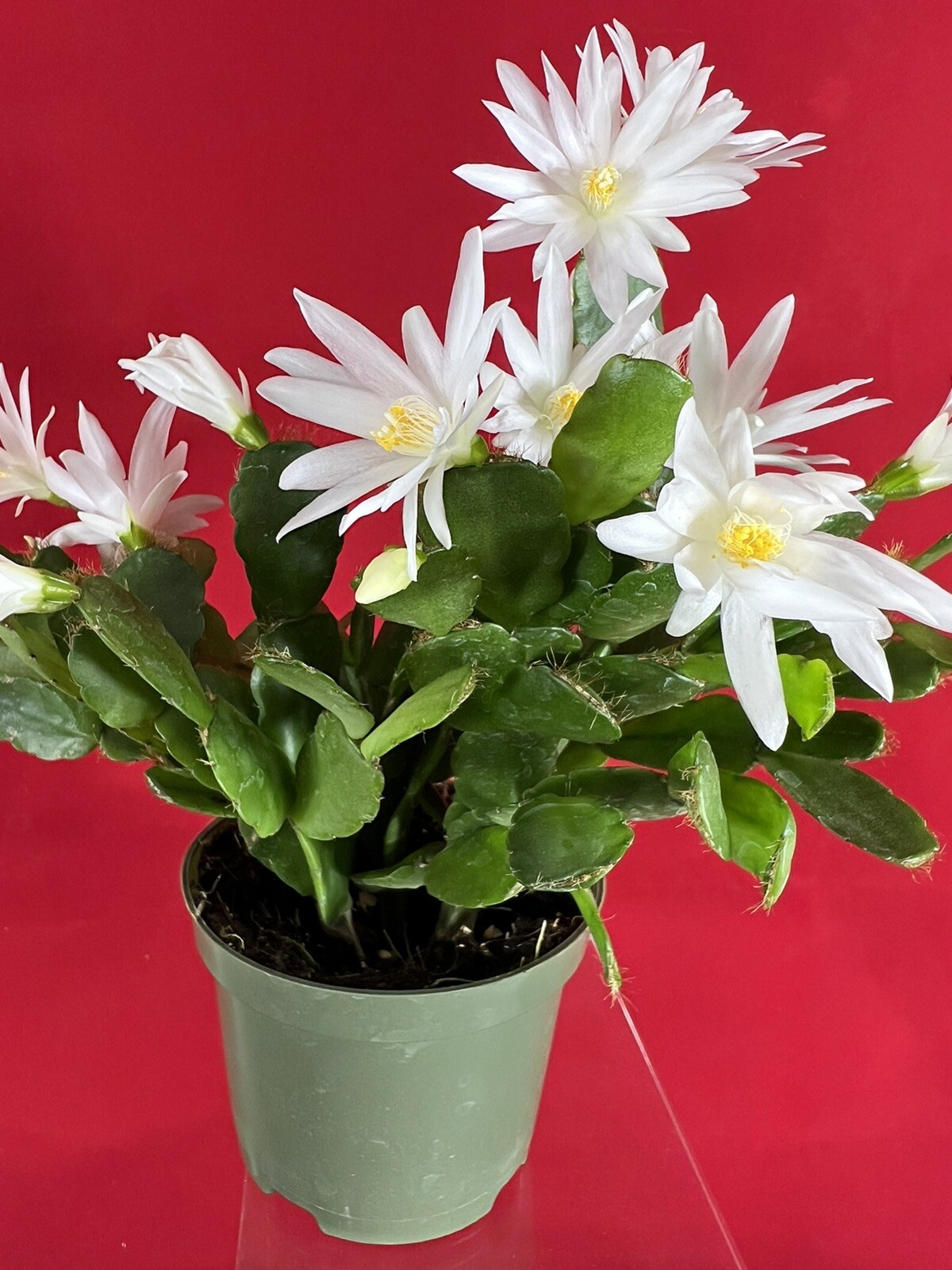 Easter Cactus White Plant Potted Rhipsalidopsis Hatiora Spring Cactus ...