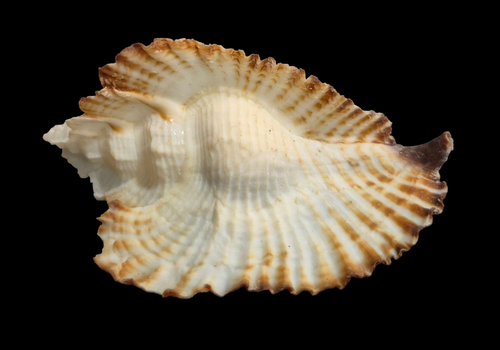 Shell TIMBELLUS BEDNALLI W/O W.Australia 81,5 mm # GREAT COLORS | eBay