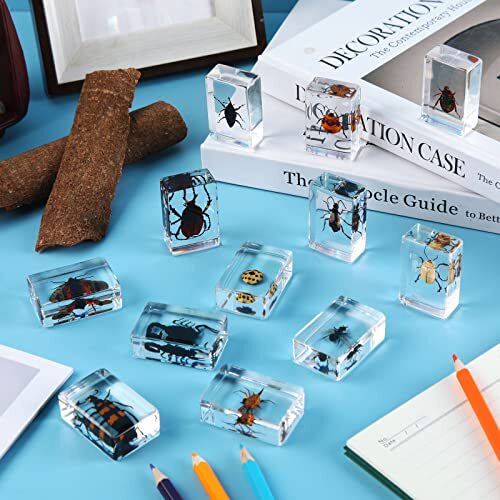 12 Pcs Insect in Resin Specimen Bugs Collection Paperweights Arachnid ...