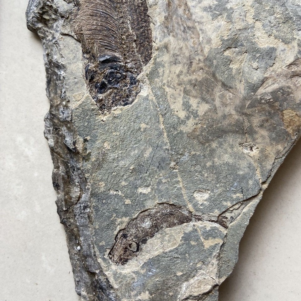 Unique and authentic fossil fossils of ancient organisms A01 | eBay