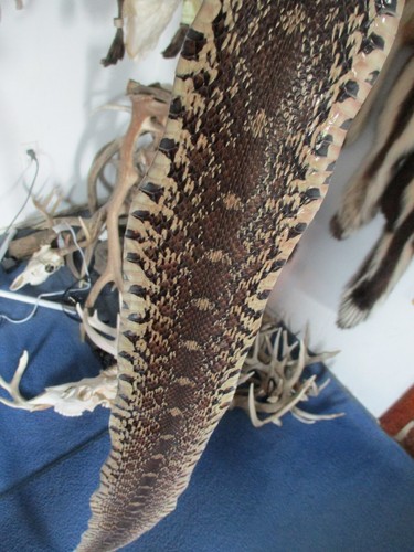 BULL snake skin snake hide DRY tanned bow wrap blanks snake art NICE 70 ...