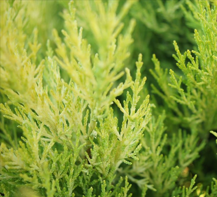 [x3] Dwarf Conifer Cupressus 'Wilma' Goldcrest Lemon Cypress | Pot ...